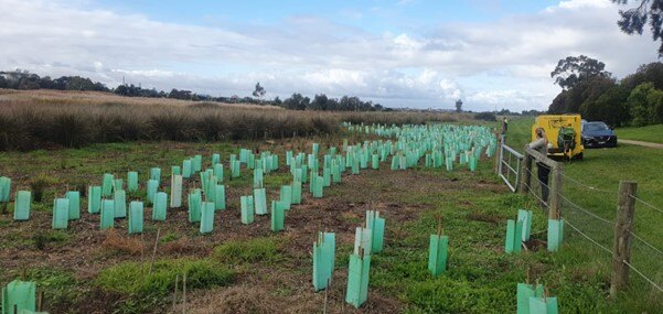 The AWA VIC Tree Planting Day: A Community Triumph for the Altona ...