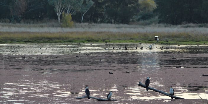 Canberra unveils rain garden to curb water pollution